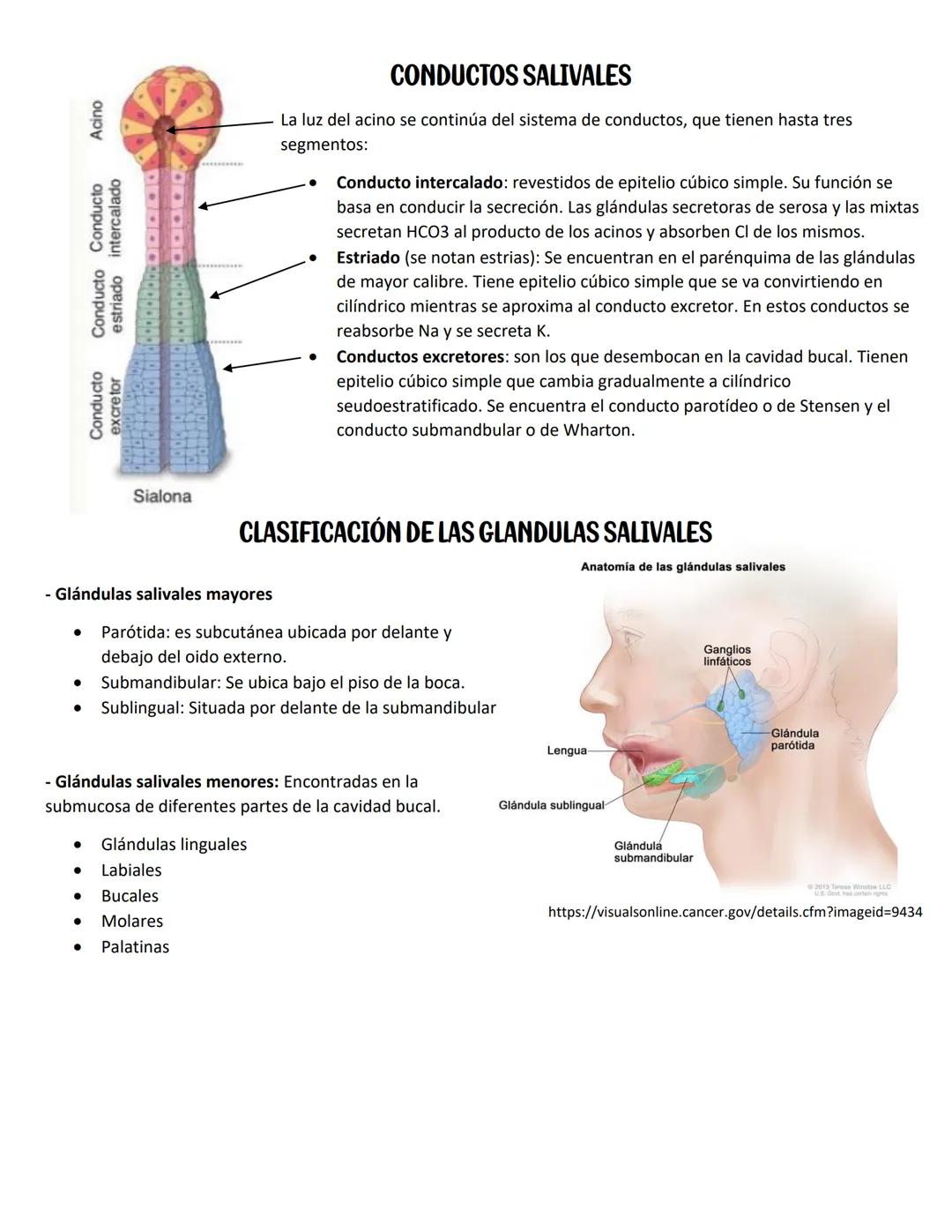Glándulas Salivales Histología y Anatomía Fácil - PDF y Dibujos ...